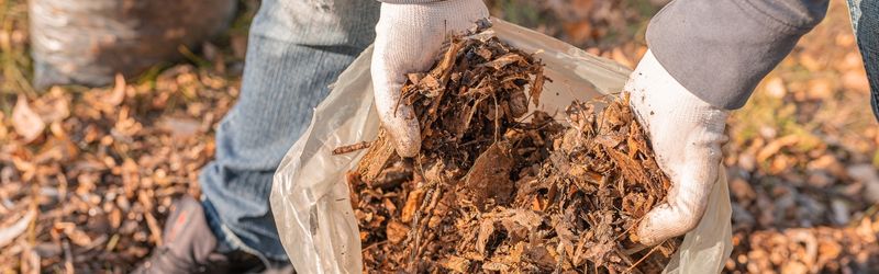 How To Protect Your Trees | Martin’s Tree Service