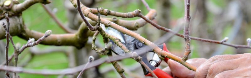 Benefits Of Regular Tree Maintenance | Martin’s Tree Service