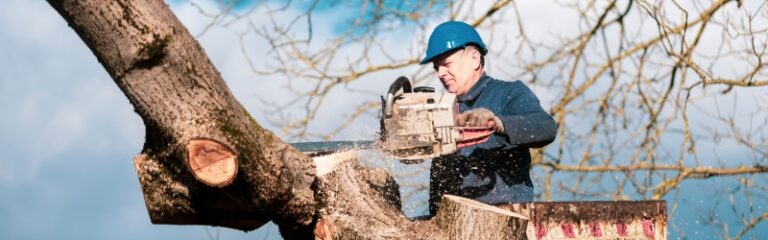 Tree Trimming Vs. Pruning | Martin’s Tree Service