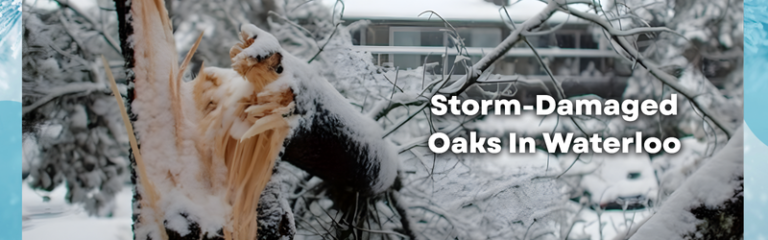 Storm-Damaged Oaks In Waterloo | Martin’s Tree Service
